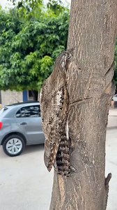 65K views · 341 reactions | Camouflage bird   leankliokis #animals #nature #fblifestyle | Marc Joseph | Facebook