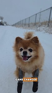 71K views · 1.3K reactions | Just wanted to share these to yall especially for my Ruff and Puff pawrents!  Many of you have asked about boots that actually work in the snow—these are my go-to! They stay on and keep those paw paws dry in the snow ❄️ Check out the link in bio for 20% off! #Doglife #PawProtection #Adventuredogs #cutedog | ruffandpuffyyc | Facebook