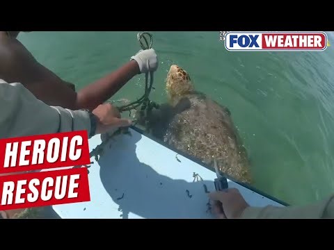 Good Samaritans Rescue Trapped Loggerhead Sea Turtle