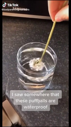 Waterproof Puffball: Anna and Kulas Dota Video