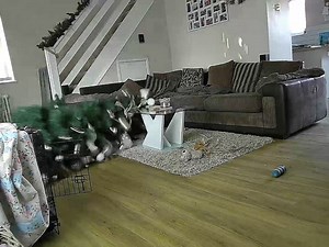 719K views · 4.8K reactions | 'I think our dog just decided that Christmas is cancelled'  | LADbible | Facebook