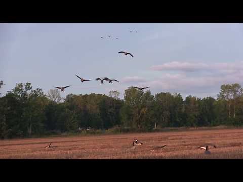 2017 Early Season Goose Opening Weekend - New York