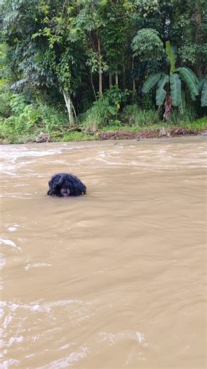 Big Fish Caught in a Hole Adventure