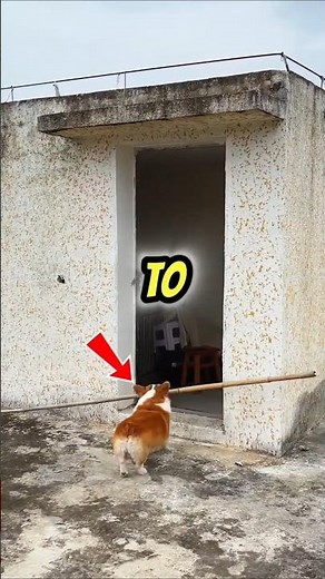 Dog Uses Logic to Solve Problem | Smartest Dog Ever? 🤯. #pet #dogs