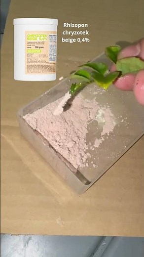 Grow Healthy Pot Roses with Rhizopon Rooting Powder