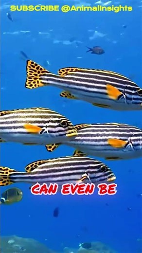 The Pouty Lipped Snapper With a Hidden Talent