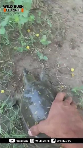 Indian flapshell turtle