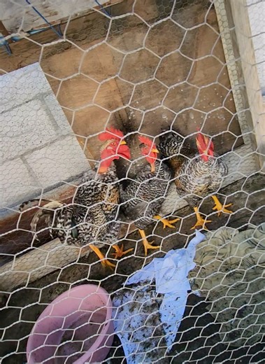 saludos amigos adivinen que bamos a comer #gallo @Angie tzul @Rafael Pacheco 🐥⚔️