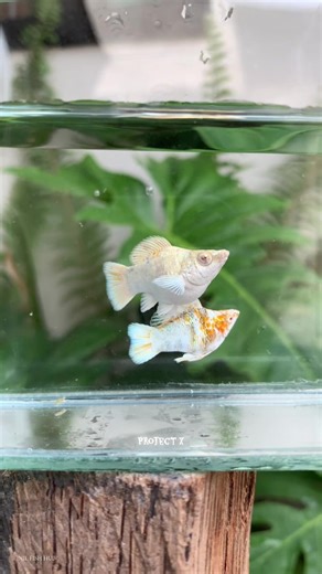 #happyfishkeeping