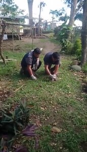 LOOK: HALO RELEASED IN GAWAHON Celebrity veterinarian Dr. Doc Nielsen Donato with personnel of the Victorias City Environment Office released a Philippine monitor lizard, popularly known as a "halo" at the Gawahon Natural Park. Donato co-hosts Born to Wild show on GMA Network. Days before he also rescued a cobra in Bago City. | Premier News Ventures