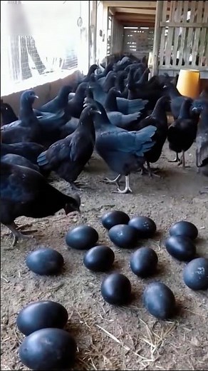 Expensive Chicken in The World | Ayam Cemani