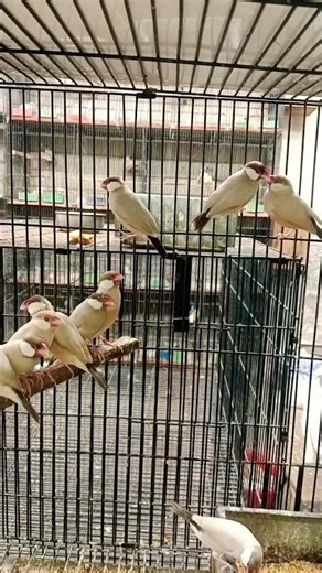 Beautiful Fawn Java Sparrow 🕊️ | Rare and Calm Bird Moments