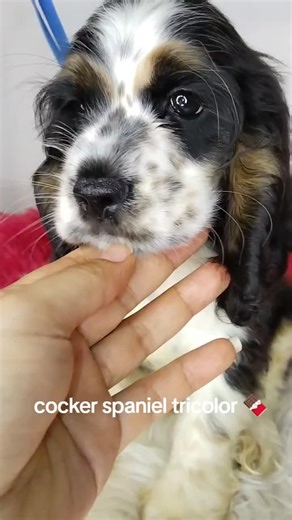 Adorable Tricolor Chocolate Cocker Spaniel in Search of a Loving Home 🐶❤️