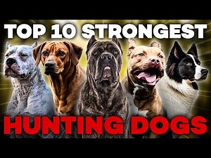 The 10 Strongest Hunting Dog Breeds