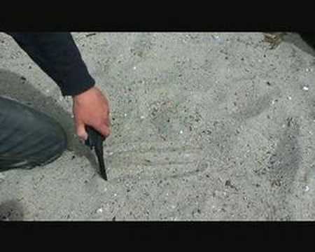 Whites Bullseye II pinpointer