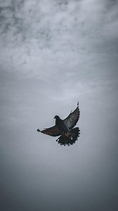 Just a stringfoot pigeon. She had dragged herself around on her wings for so long that her belly feathers were all worn away. Her feet were tied together, slicing her toes off, one by one. Her whole life reduced to trying to make it to another day. Now she lives here at the Grey Angels sanctuary. Pain and hunger are a distant memory. So many others like her are out there right now, on every street and square. Join the movement for feral pigeon welfare 🙏🐦❤️‍🩹 #pigeonrescue #rehabber #stringfoo