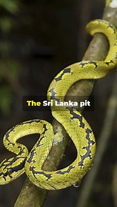 Sri Lanka Pit Viper | Fairly Odd Facts