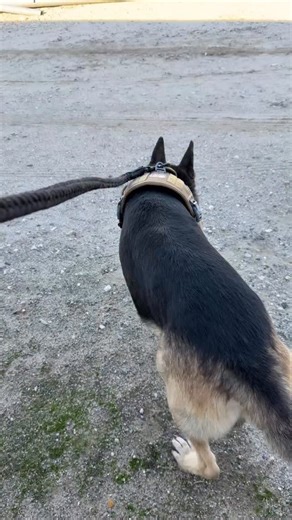 20K views · 1.1K reactions | Meet Oak.. he was dumped by his people, left like garbage on the side of the road. He’s a very sweet boy and he wants to know who will give him a true, loving, Furever home. Please see the link in my bio and fill out an adoption application. #davidloop65 | David Loop | Facebook