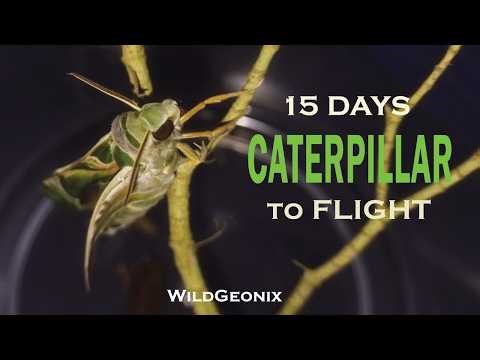 Oleander Hawk Moth Transformation | Caterpillar to First Flight
