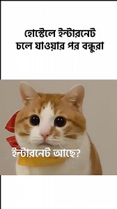 1.7M views · 10K reactions | যার নাই সেই বুঝে আসল কস্ট  #cat #catsoftiktok #fun #meme #viral | Excel Technologies Ltd | Facebook