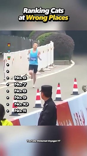 #cat #ranking #funny #animal #cute
