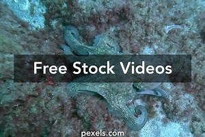 Octopus In Water Videos, Download The BEST Free 4k Stock Video Footage & Octopus In Water HD Video Clips