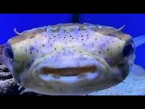 Top 5 Fish Memes That Made Me Scream-Laugh