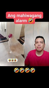 10K reactions · 1.7K shares | Kakaibang alarm to #funnychicken #funnyanimals #funnyreelsvideo #funny | Anthony D. Dacleson | Facebook