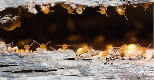 Termite Damage vs Wood Rot: How To Tell The Difference