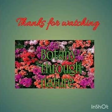 Difference between Tap root and Fibrous root ,Types of roots - Tap and Fibrous @Botanythroughnature