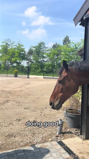 Funny Horse Halter Fail: Quiroga's Hilarious Adventure