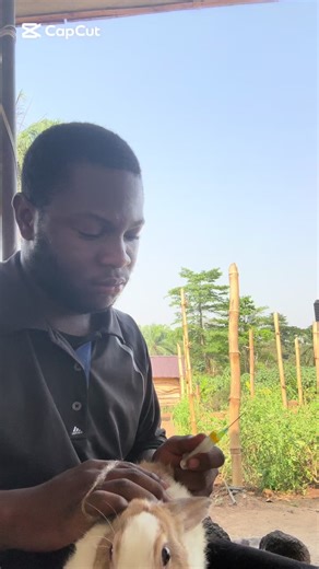 Essential Rabbit Care Tips for Optimal Health