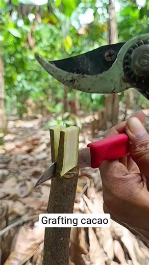Quick Cacao Grafting Technique for Faster Growth!”