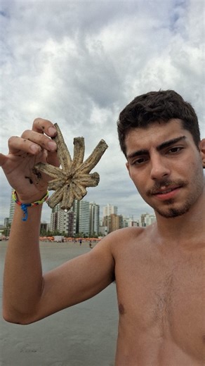 Miguel Aquino | Ótiz on Instagram: "Alguém tira o editor de fotos da minha mão kkkkkkkk (Filo Echinodermata) #comedia #divulgaçãocientífica #biology #ciencia #nature"