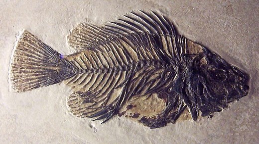 The Ones That Got Away: The Ancestral Fish of the Paleozoic Era