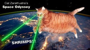 610K views · 587 reactions | Zarathustra the Cats's adventures in outer space! Thanks to NASA for the help in shooting :) | Fat Cat Art | Facebook