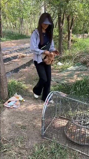 Unfold Chicken Catch Challenge | Foldable Cage Trap