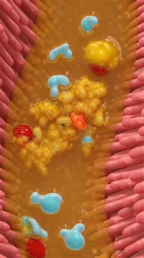 What Happens If You Eat Spicy Food? | Human Digestive Effects