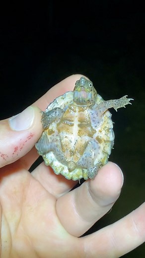 An adorable baby razorback musk turtle found in Louisiana with Micah Cefalu. 🐢 | Justin Doll