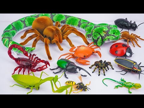 [🐰toy asmr🐰] Remote Control Amphibious Python & RC Big Insects Collection Set ASMR 🐍 Review Toys