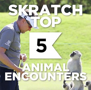 34K views · 313 reactions | Golf and wildlife go hand in hand. These are five of our favorite animal encounters on the course. | Skratch | Facebook