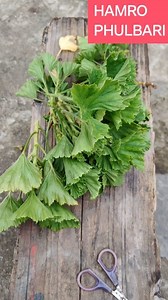 Learn how to care for Pelargonium cuttings so that each one grows into a healthy plant. Follow this simple method and get 100% success in your cuttings! #Pelargonium #GeraniumCuttings #GardeningTips #PlantPropagation #fbreels #HamroPhulbari #GardenCare #FlowerLovers #PlantLovers | HAMRO Phulbari