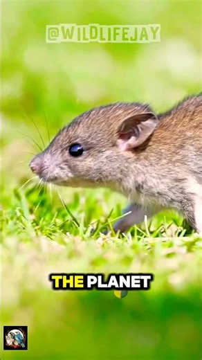 The Most Savage Mouse in the World