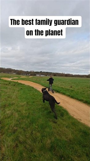 The eternal love of a cane corso 🥇