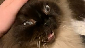 28K views · 2.1K reactions | heartbreaking: local cat has never been fed in entire life, says local cat #cat #猫 #memes #funny | Friendly Noodles | Facebook