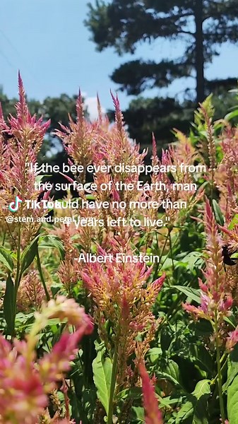 Understanding the Life Cycle of Bees and Their Importance