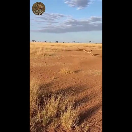 Cheetah Chases Gazelle