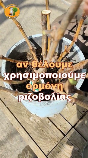 Έτσι Πολλαπλασιάζεις το Αμπέλι με βέργες 🍇 | Πανεύκολος Τρόπος #αμπέλι #πολλαπλασιασμός #κλάδεμα