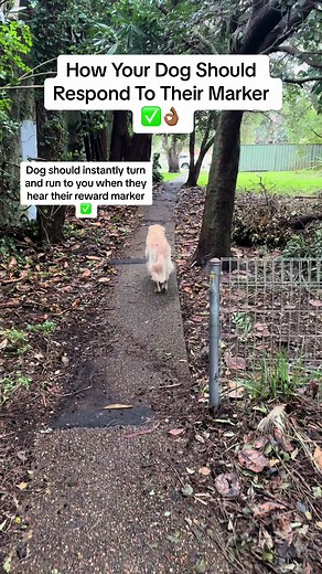Teaching Your Dog the Importance of Reward Markers ✅👌🏾