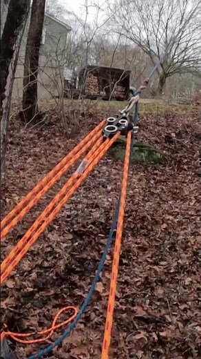 Using fiddle blocks to pull over a leaning tree #treeremoval #landclearing #treeworker #husqvarna